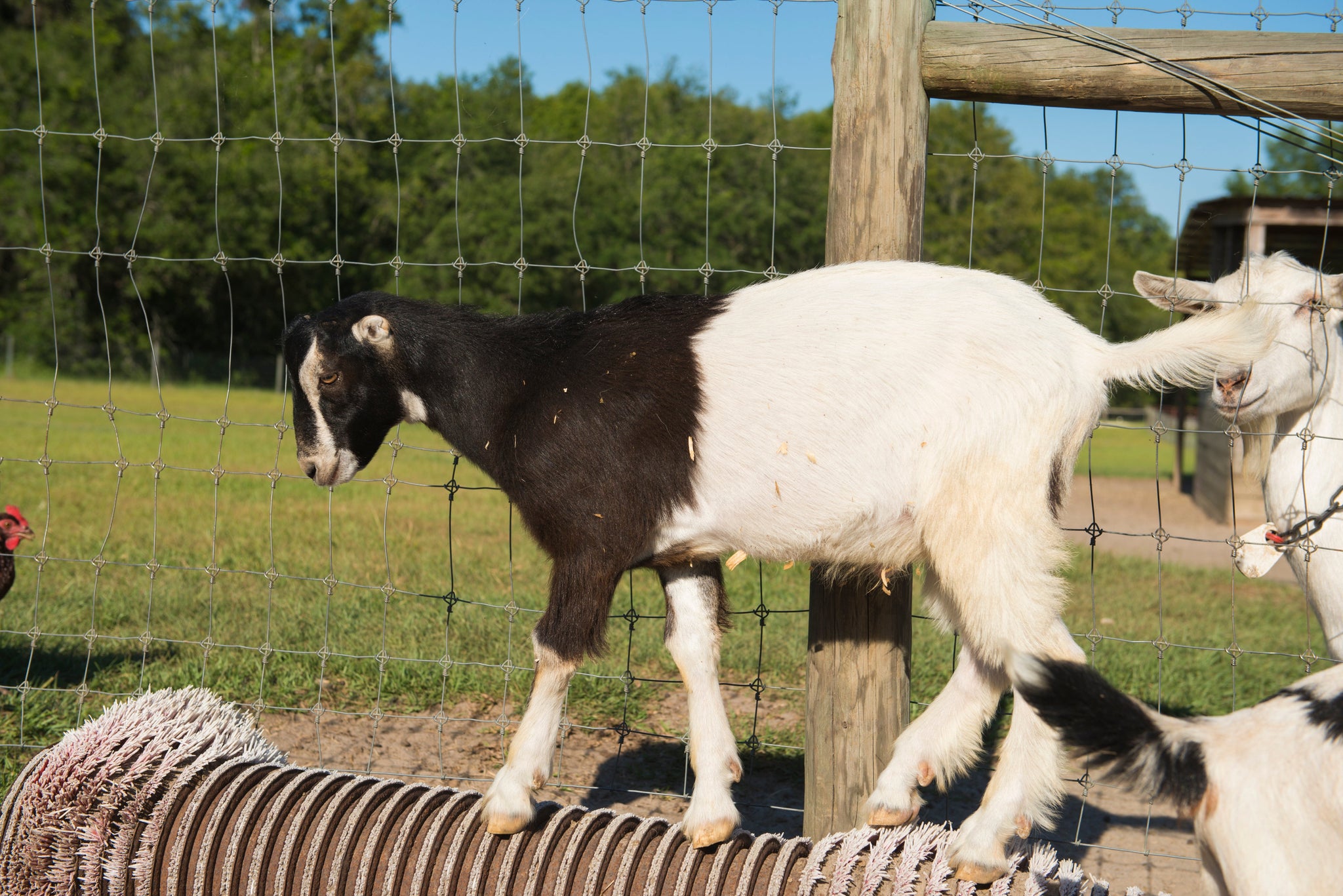 Behind the Scenes: A Day at Serenity Acres Farm